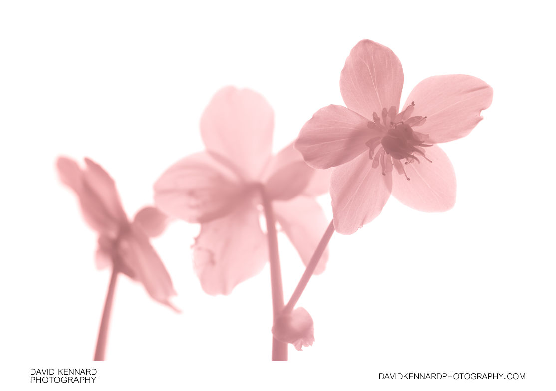 Helleborus niger flower [IR] · David Kennard Photography